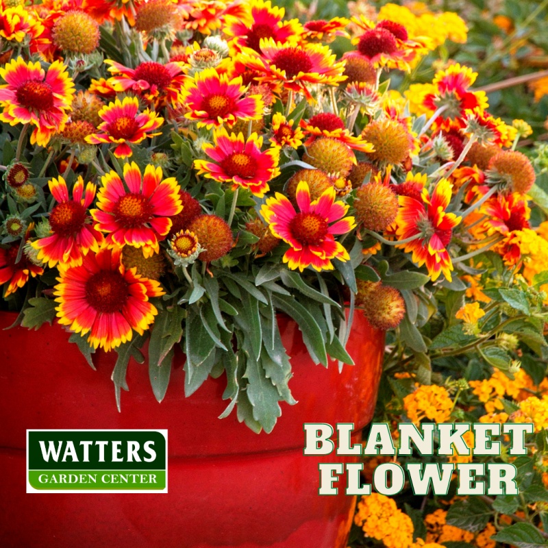 Top 10 Yellow-Flowering Plants for Your Garden - Ken Lain - Prescott eNews