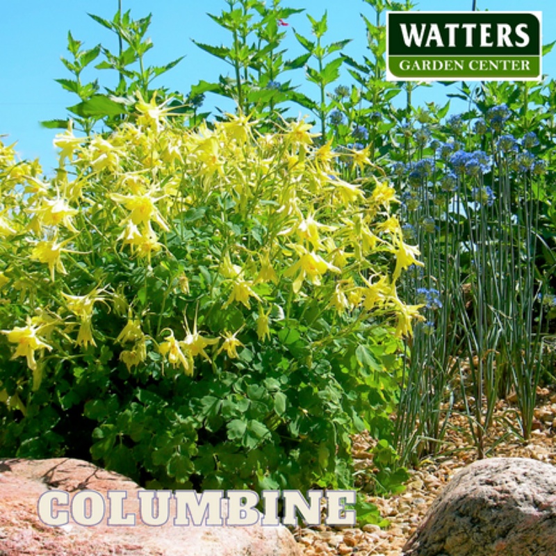 Top 10 Yellow-Flowering Plants for Your Garden - Ken Lain - Prescott eNews