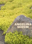 Top 10 Sedums Planted as Ground Cover - Ken Lain - Prescott eNews