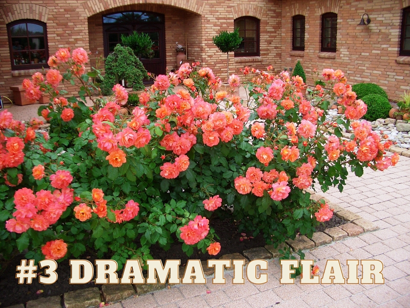 Five Fabulous Ways to Design with Roses - Ken Lain - Prescott eNews