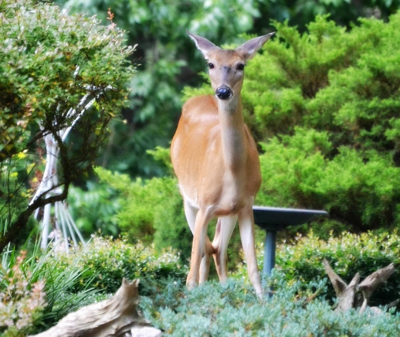 Blooms of Steel: 10 Deer Proof Flowers to a Thriving Garden - Ken Lain ...