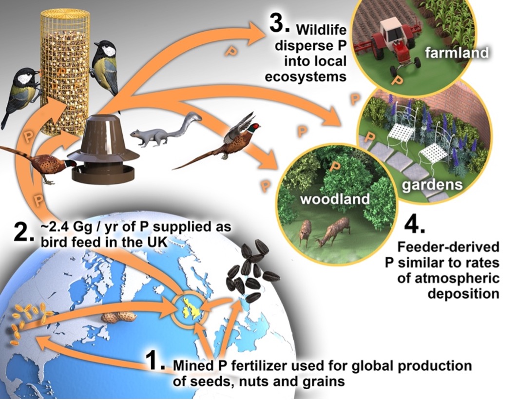 How feeding birds may be polluting local environments - Northern ...