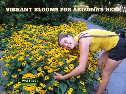 Vibrant Blooms for Arizona's Heat - Ken Lain - Prescott eNews