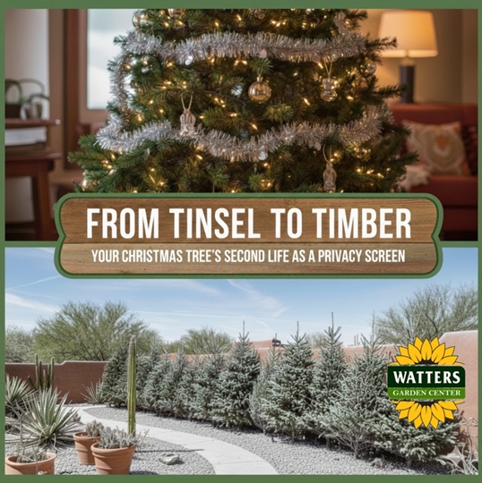 From Tinsel to Timber - Your Christmas Tree's Second Life as a Privacy ...